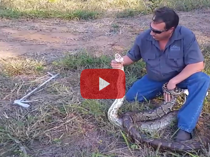 VIDEO: Local snake catcher bags 3,8m python | Lowvelder