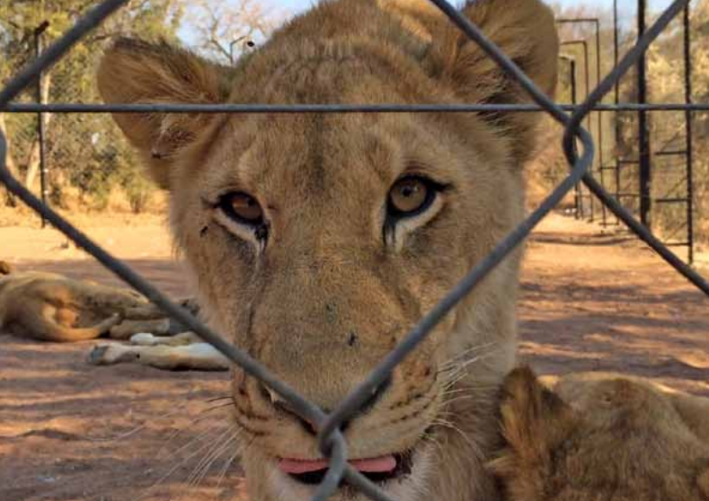 The world's cruellest animal attractions | Lowvelder