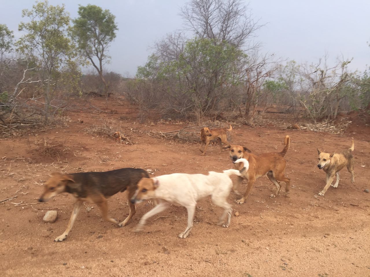 Pack of rogue domestic dogs seen chasing animals in KNP Plus VIDEO ...