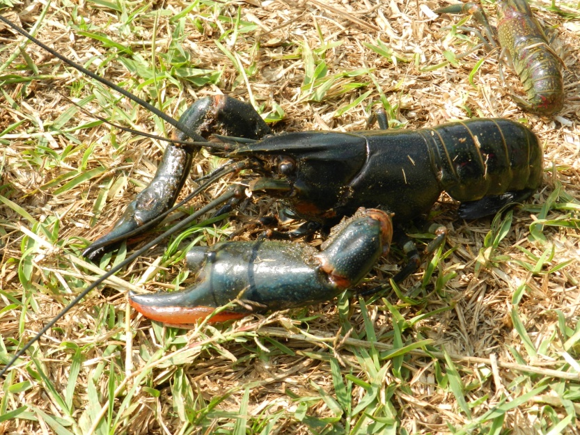 What it could mean if we farmed freshwater crayfish | Lowvelder