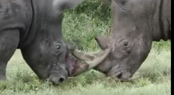Clash of the titans, two rhinos fight for territory | Lowvelder