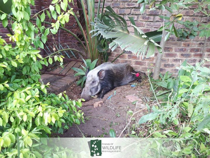 Nuwe organisasie ontferm hom oor probleemdiere | Lowvelder