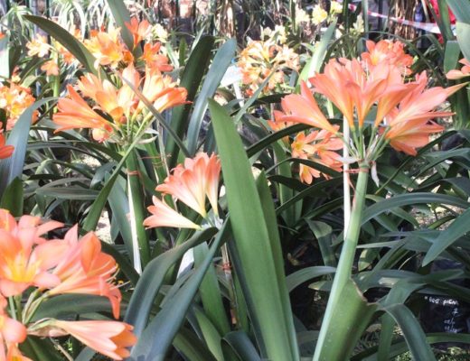 Lowveld's most-beautiful flower blooms for fest | Lowvelder