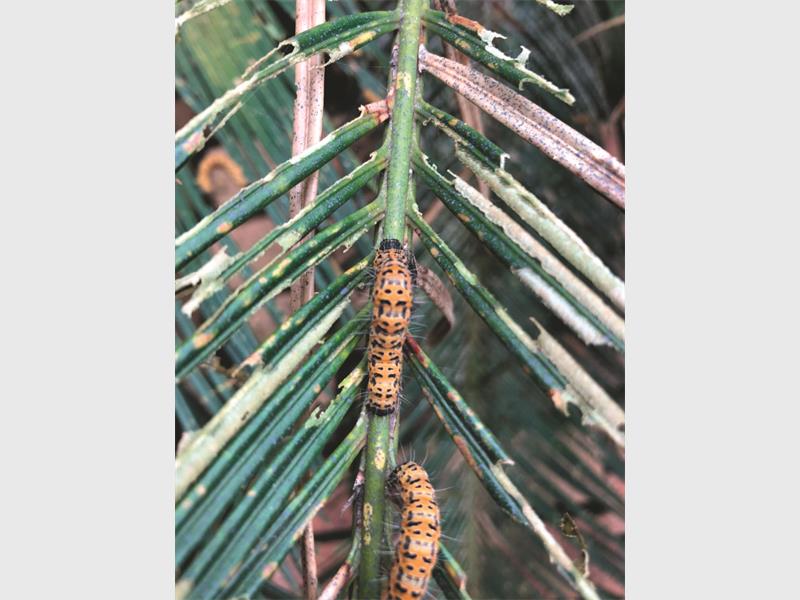 Kleurvolle mot maak amok onder broodbome | Lowvelder