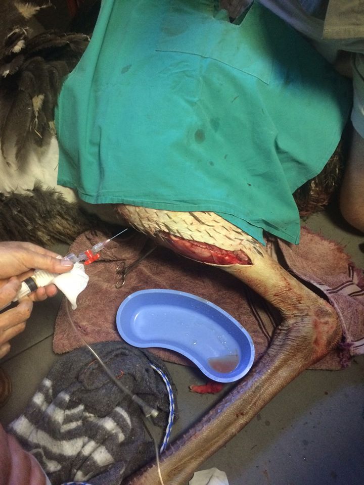 Van Wijkstraat Dierehospitaal help volstruis om weer op die been te kom ...