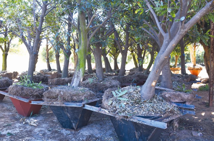 Moving adult macadamia trees for the better gain | Lowvelder