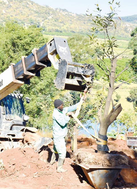 Moving adult macadamia trees for the better gain | Lowvelder