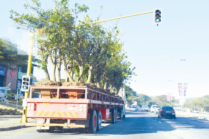 Moving adult macadamia trees for the better gain | Lowvelder