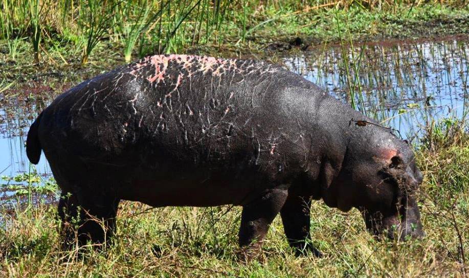 Hippo is fighting fit despite visible wounds | Lowvelder