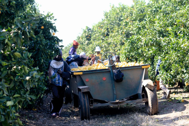 South African farmers play major role in global citrus industry | Lowvelder