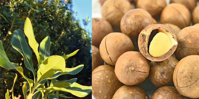 Macadamia irrigation in the spotlight | Lowvelder
