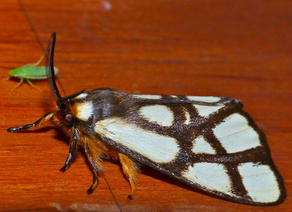 Moth suspected to be the cause of Marloth rash outbreak | Lowvelder