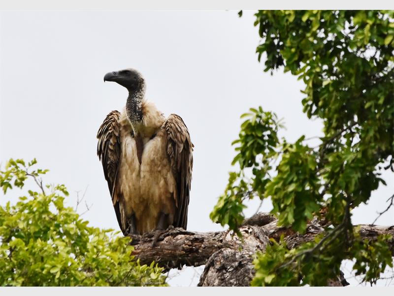 Vultures also victims of poaching | Lowvelder