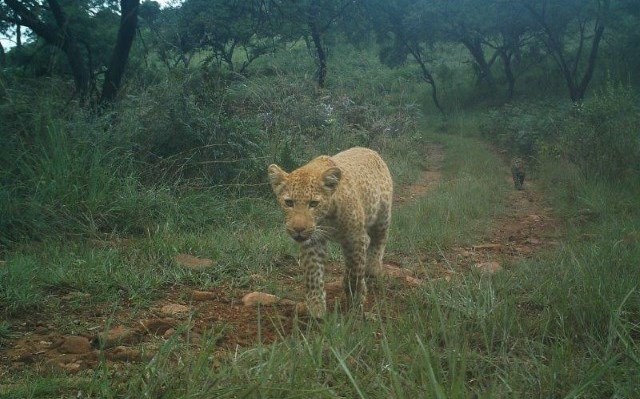 PHOTOS: Erythristic leopard makes international waves | Lowvelder