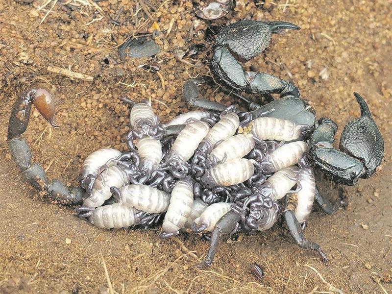 Skerpioenma en kleintjies word deur stapper op foto vasgevang | Lowvelder