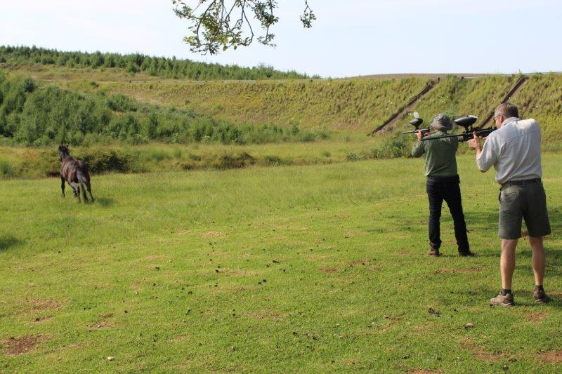 Parasiete bedreig wilde perde van Kaapsehoop | Lowvelder