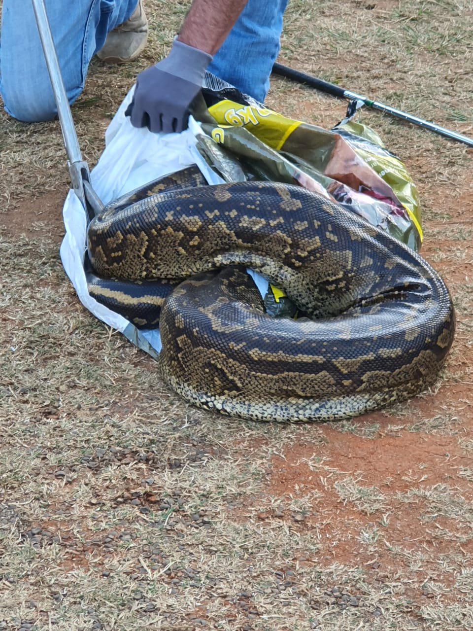 Massiewe luislang vind 'n tuiste op kleinhoewe in Witrivier | Lowvelder