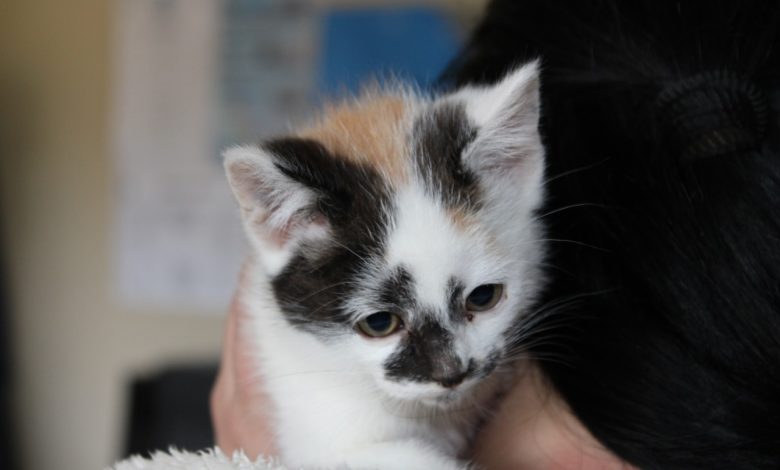 SPCA food levels at all-time low | Lowvelder