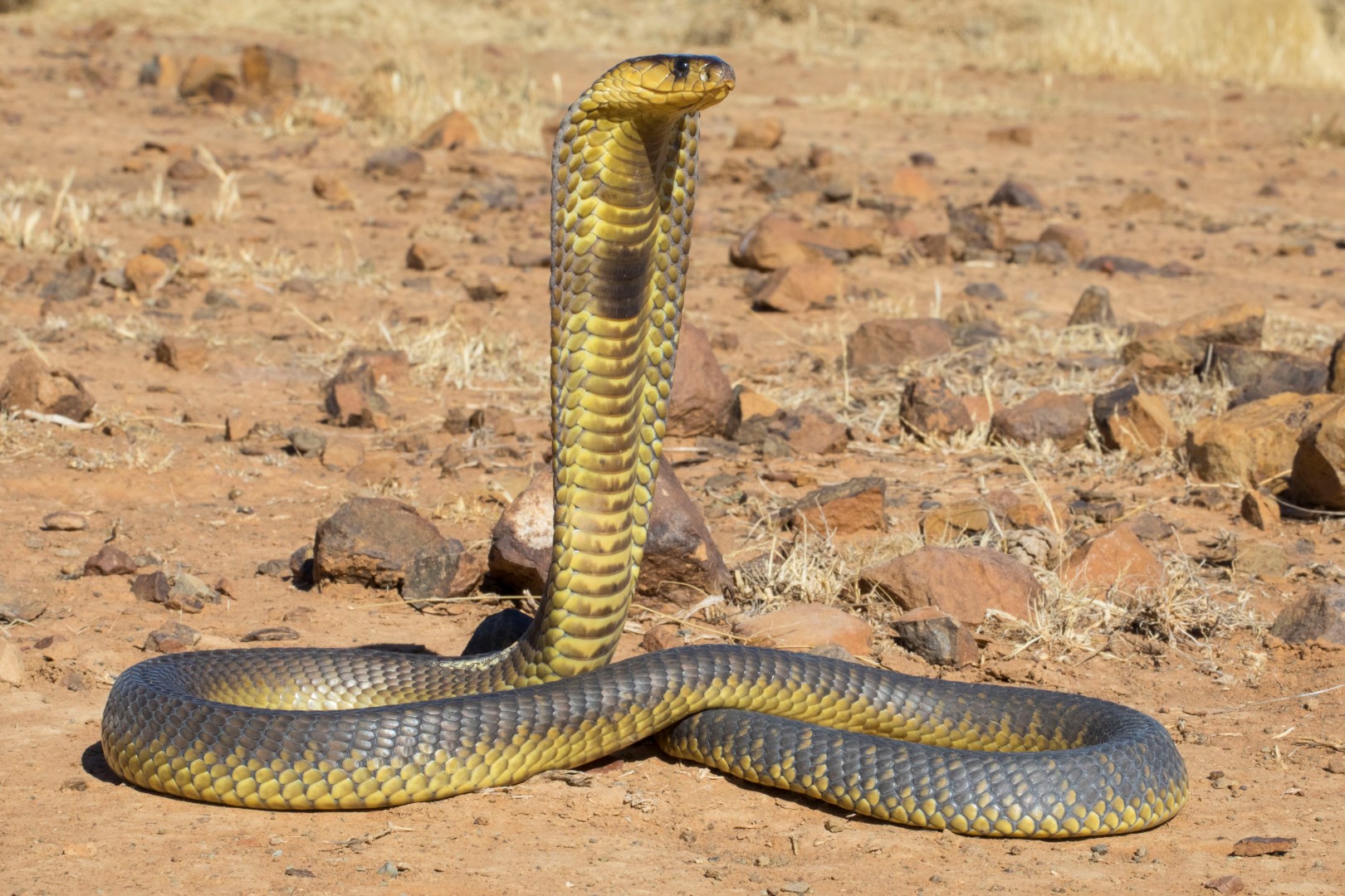 Snake season soon to rear its head - here's what you need to know ...
