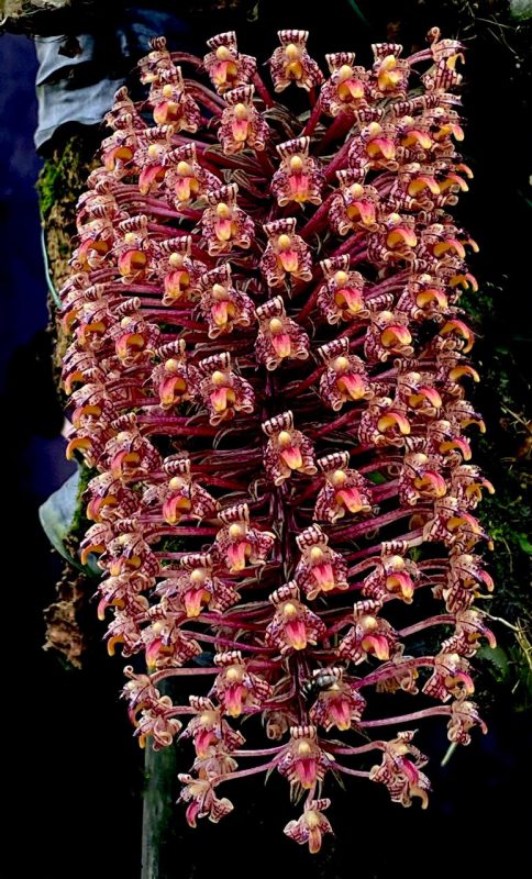 Skaars orgideë blom die eerste keer in SA | Lowvelder