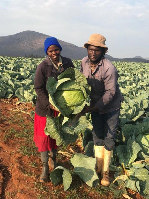 Reuse koolkop geoes | Lowvelder