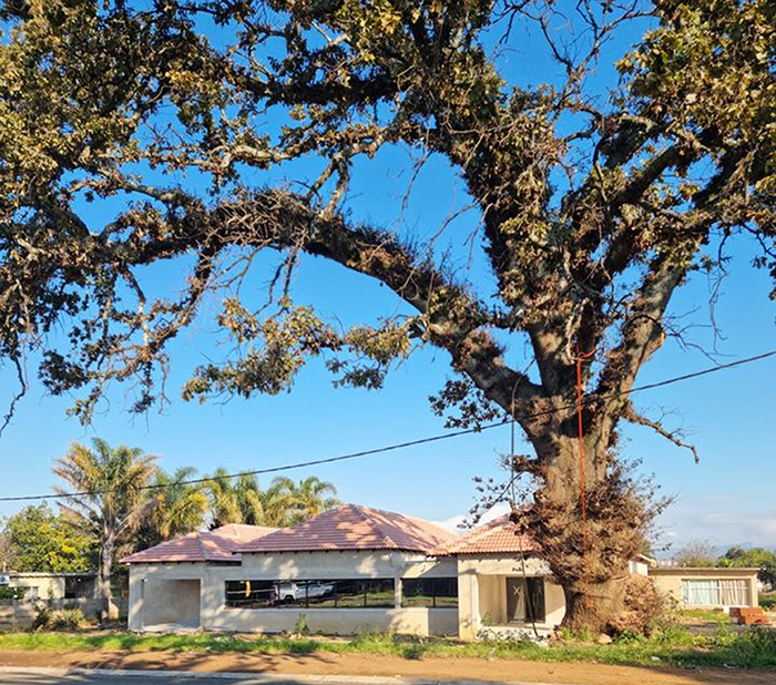 Boom van 132 jaar afgekap | Lowvelder