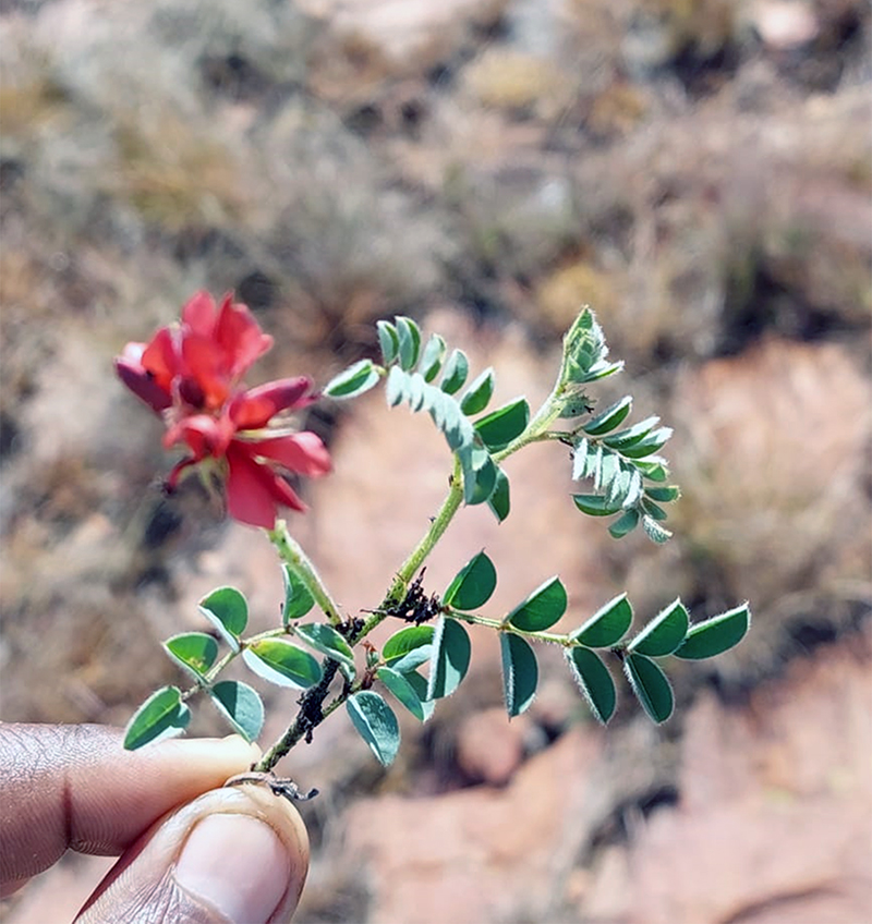 Biodiversity on Long Tom Pass is being preserved by scientists | Lowvelder