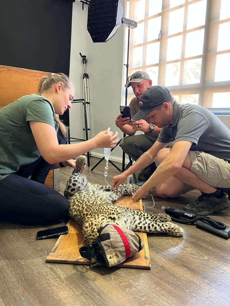 Emergency root canal treatment in White River saves leopard | Lowvelder