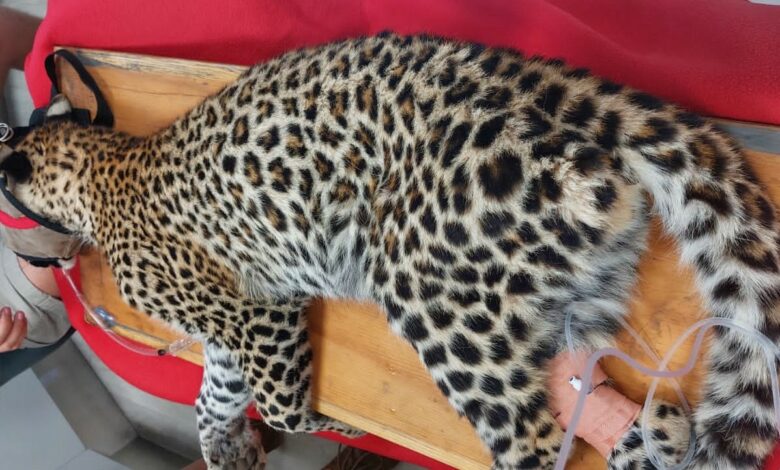 Emergency root canal treatment in White River saves leopard | Lowvelder