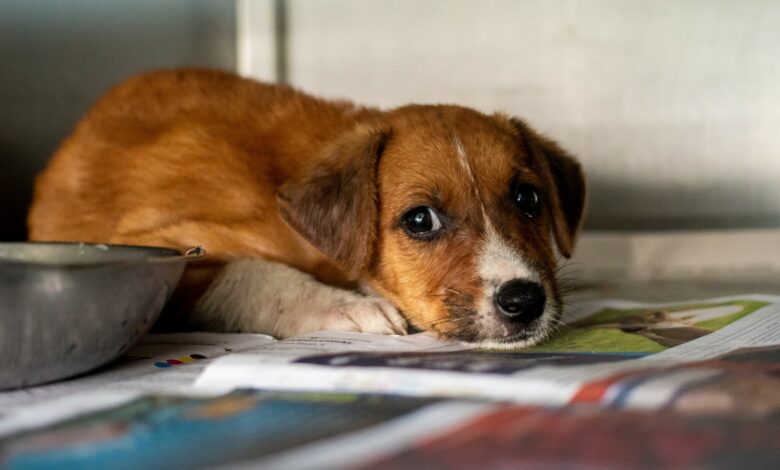 Witrivier DBV bied opwipwinkels en stalletjies vir 'n goeie doel ...