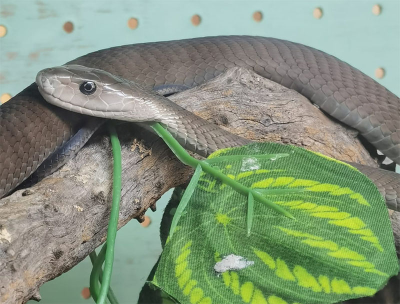 Dodelikste slang in Afrika kruip toe agter herpetoloog weg | Lowvelder