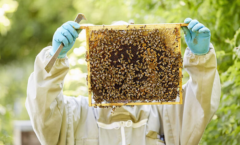 Word wyser oor die gezoem van die bye in Lydenburg | Lowvelder