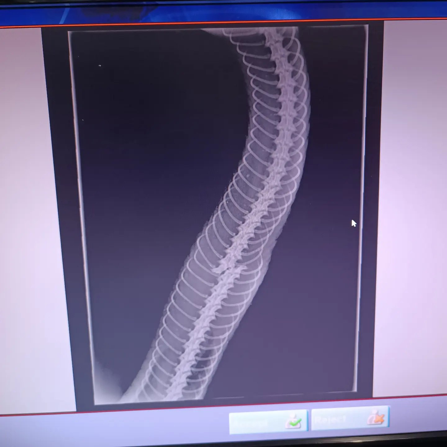 Hazyview reptile park snake suffers spinal column break | Lowvelder