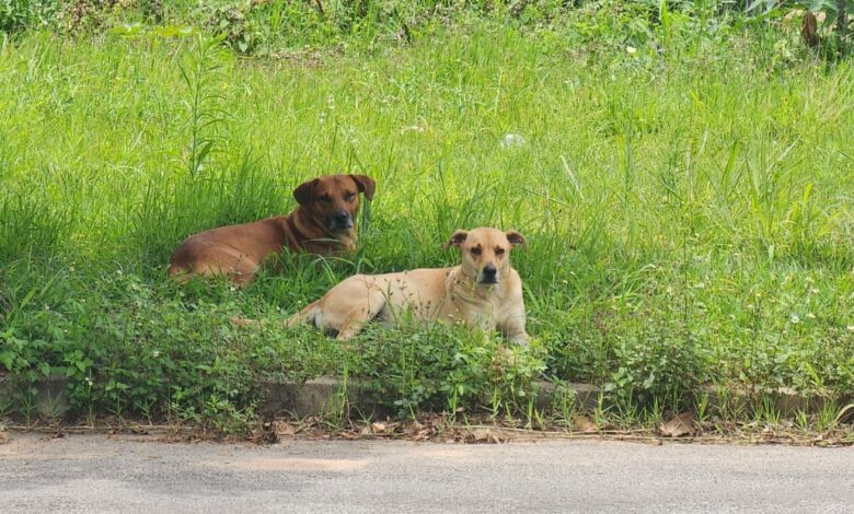 Harte smelt na Laevelder honde-paar in Mbombela red | Lowvelder