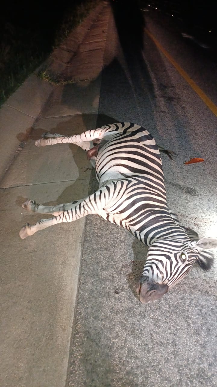 Zebra crossing N4: Passing motorists help themselves to meat - LNN ...