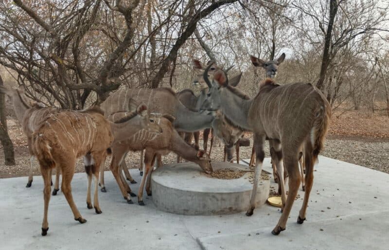 Marloth Park: Overstocking crisis as animal numbers rise | Lowvelder