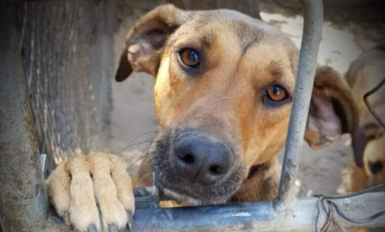 SPCA White River faces closure | Lowvelder