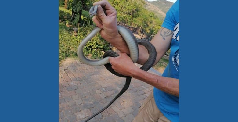 Mamba pik twee pitboels in Claremont dood | Lowvelder