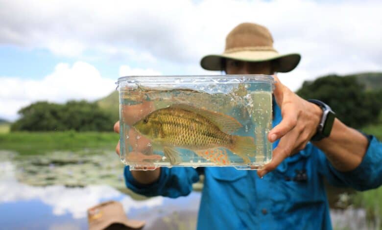 Fishing for science: Saving an endangered bream in Mpumalanga | Lowvelder