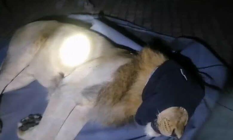 Rogue Mbombela lion finds his happily ever after in the Kruger | Lowvelder