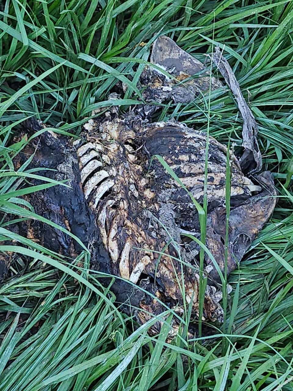 GRAPHIC CONTENT | Human remains discovered near river in Tjakastad ...