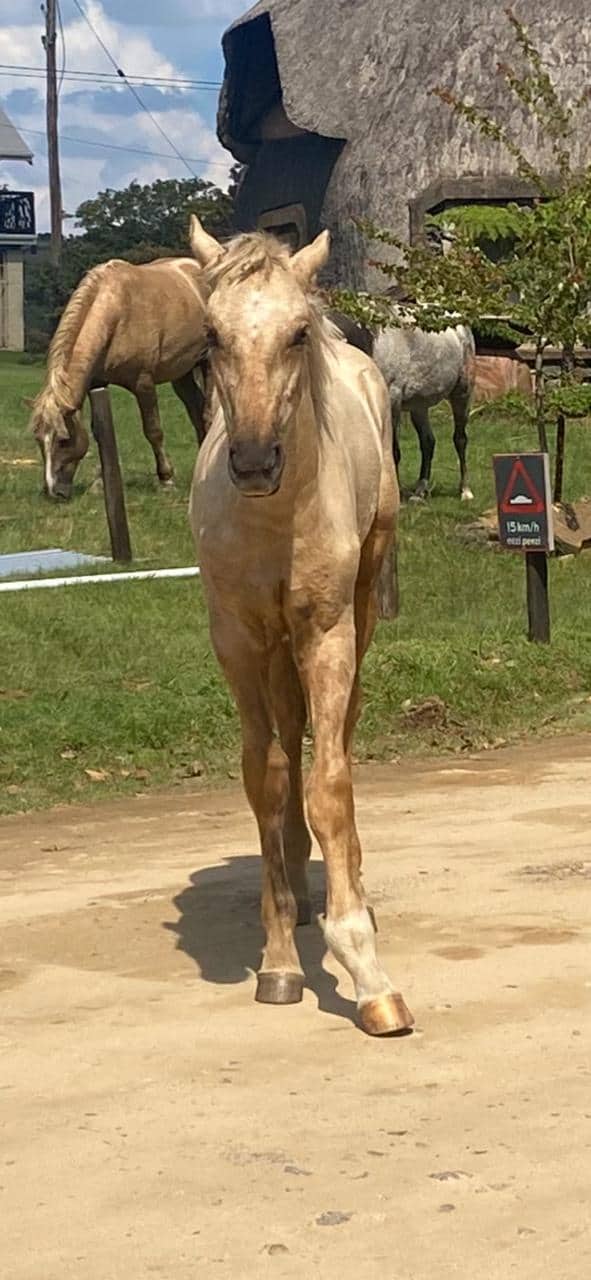 Kaapsehoop wild horse numbers dwindling | Lowvelder