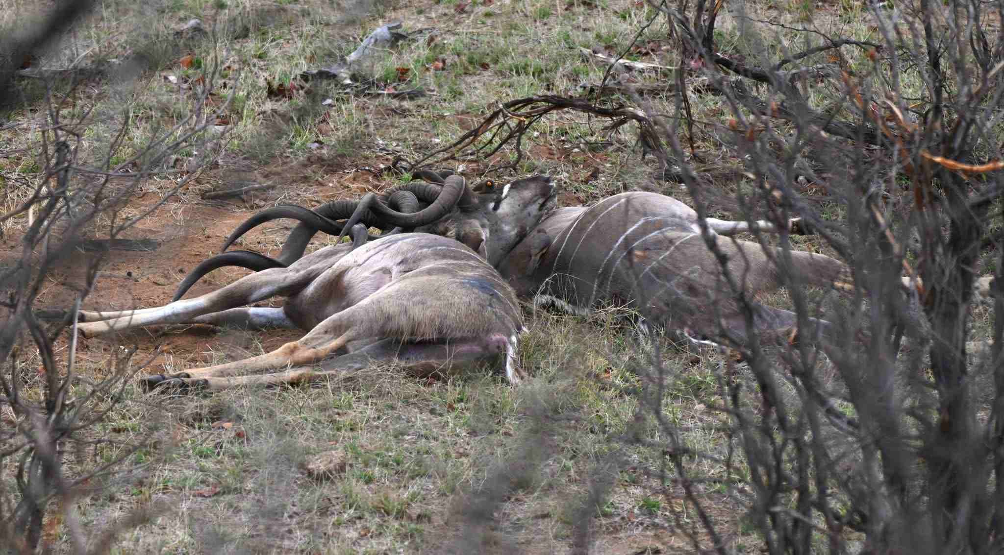 Kudu battle ends in tragedy in Kruger National Park | Lowvelder