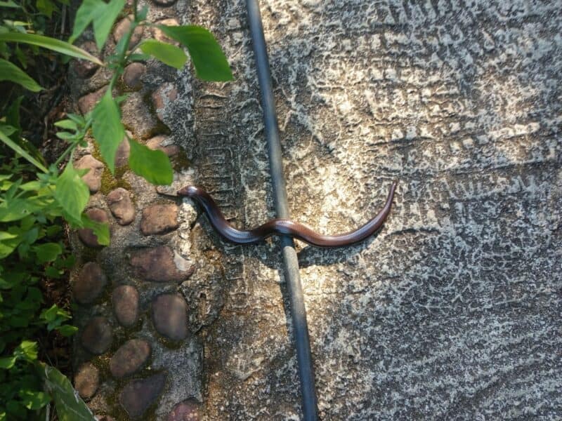 Giant skink spotted at Lowveld National Botanical Garden | Lowvelder
