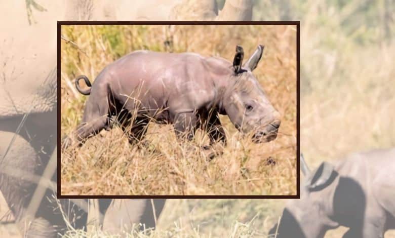 Rescued KNP rhino Satara becomes a mother 12 years later | Lowvelder