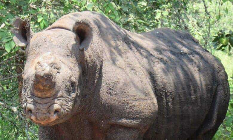 Project Blood Orange: R5.8m in assets seized from alleged rhino ...