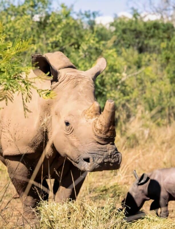 Rescued KNP rhino Satara becomes a mother 12 years later | Lowvelder