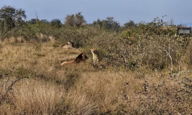 SANParks investigates complaint over alleged off-road driving at Kruger ...