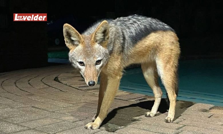 Illegal 'pet jackal' euthanised after suffering from deadly virus ...