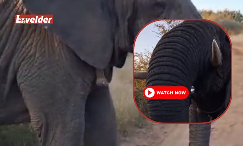 Watch: Elephant slurps sundowner from safari vehicle in KNP | Lowvelder